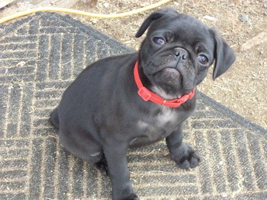 FOUR SQUARE PUGS - Updated December 2025 - 2788 60th Ave, Osceola ...