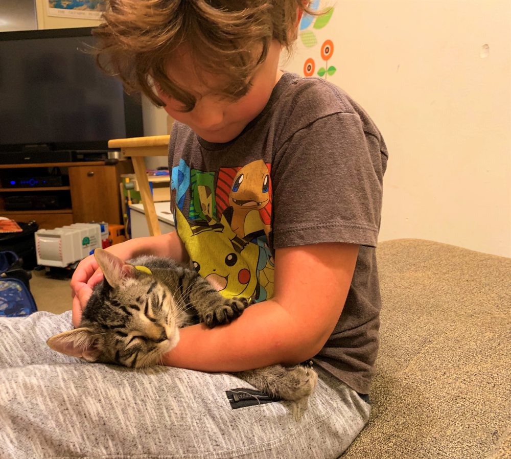 PAWS CAT CITY - Updated December 2025 - 44 Photos & 82 Reviews - 5200 ...