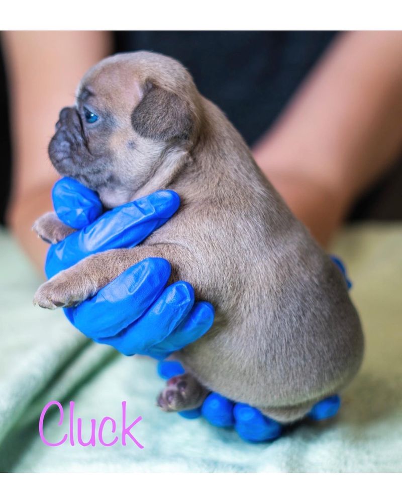 OCEAN GROWN BULLDOGS - Updated July 2025 - 38 Photos - Yucaipa ...