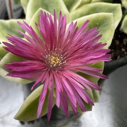 SAKIMURA - Updated December 2025 - 147 Photos & 197 Reviews - 496 S ...