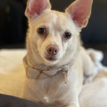 PETSMART - Updated May 2024 - 128 Photos & 179 Reviews - 730 S ...