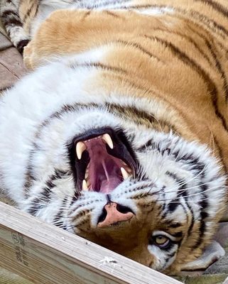 BIG RUN WOLF RANCH - Updated September 2025 - 84 Photos & 35 Reviews ...