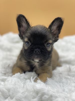 THE EXOTIC FRENCHIE LAB - Updated July 2024 - Miami, Florida - Pet ...