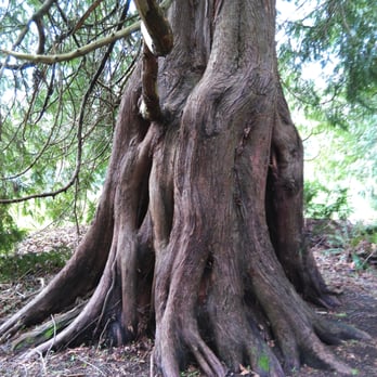 WONDERWOOD PARK - Updated September 2025 - 39 Photos & 14 Reviews - 5304 32nd Ave, Lacey ...