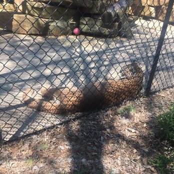 WILDWOOD ZOO - Updated September 2025 - 31 Photos & 12 Reviews - 608 W ...