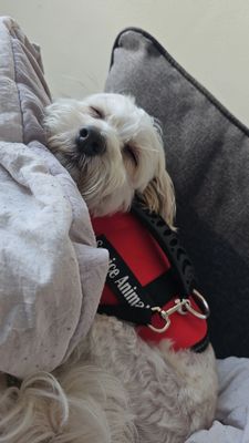 OPUS LA - Updated September 2025 - 13 Photos & 12 Reviews - 3545 ...