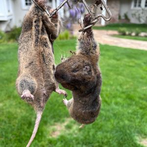 THE GOPHER GUY - Updated July 2024 - 15 Reviews - Moss Beach ...