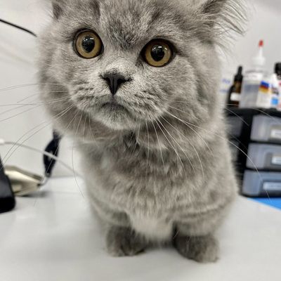 BEVERLY PET CLINIC - Updated September 2024 - 66 Photos & 102 Reviews ...