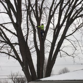 REYES TREE SERVICES - Updated December 2025 - 120 Photos - 1469 Rose ...