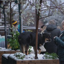 WHITE RABBIT - Updated September 2025 - 25 Photos - 4 N Latah St, Boise ...