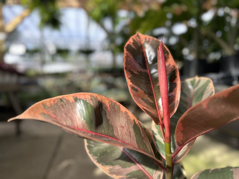 PRATT FAMILY GREENHOUSE - Updated May 2026 - 361 Elm St, Newport, Maine ...