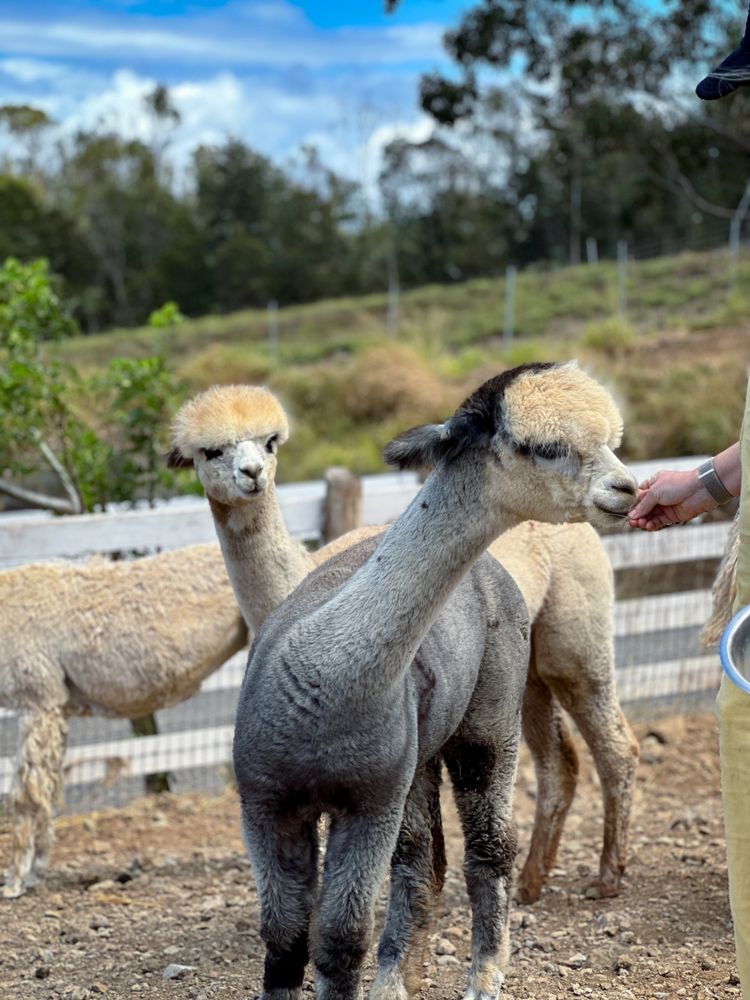 MAUI ALPACA - Updated March 2025 - 129 Photos & 22 Reviews - 505 Aulii ...