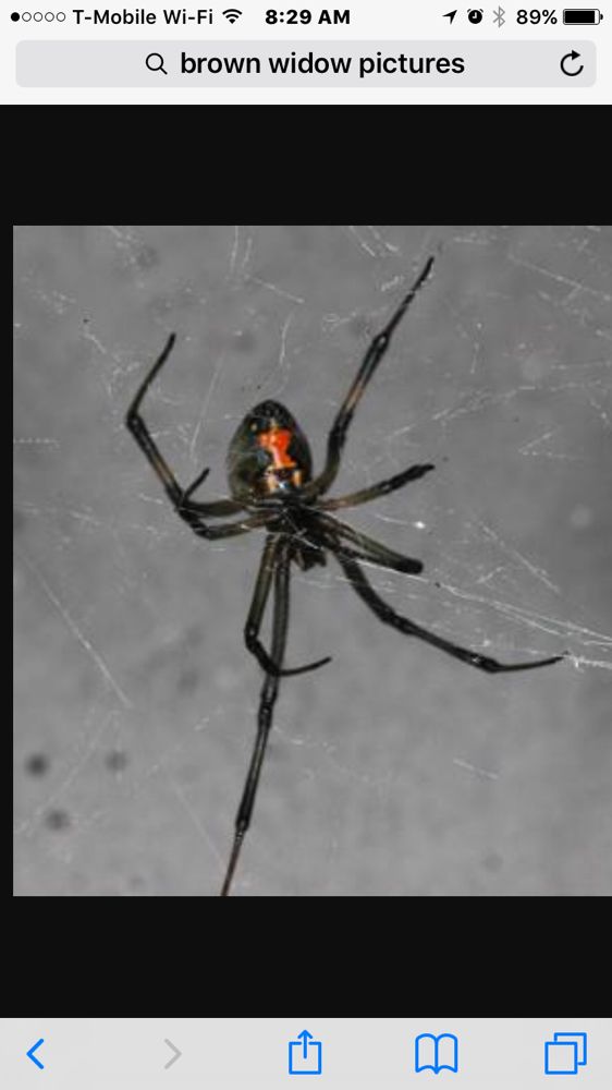 CHINO VALLEY PEST CONTROL - Updated November 2024 - 23 Reviews - 4195 ...