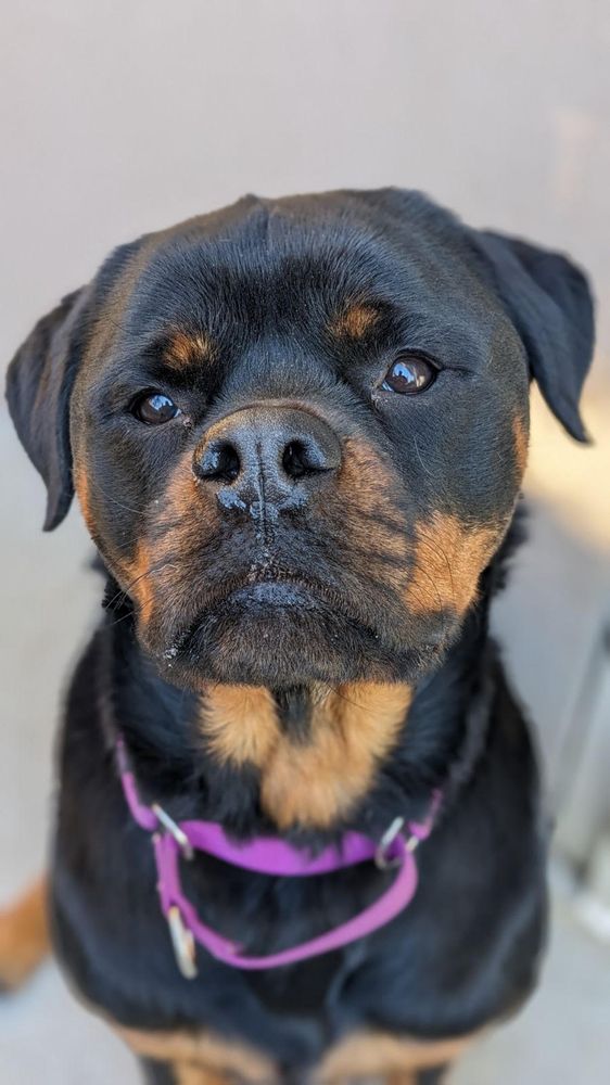 ENO ANIMAL HOSPITAL - Updated December 2025 - 89 Photos & 37 Reviews ...