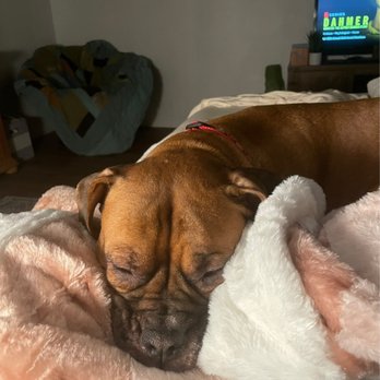 RISPCA - Updated December 2025 - 61 Photos & 33 Reviews - 155 Plan Way, Warwick, Rhode Island ...