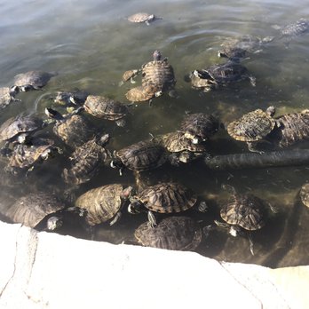 CSUN POND - Updated October 2025 - 337 Photos & 84 Reviews - 18111 ...