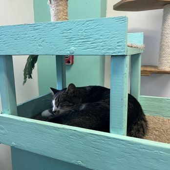 MOCHAS AND MEOWS - Updated May 2024 - 115 Photos & 65 Reviews - 3265 ...