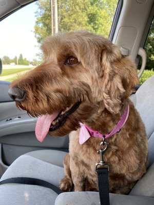 PRETTY PAWS - Updated October 2024 - 22 Photos & 41 Reviews - 9301 ...