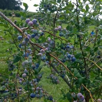 SHAW ORCHARDS - Updated October 2025 - 29 Photos & 16 Reviews - 5594 ...