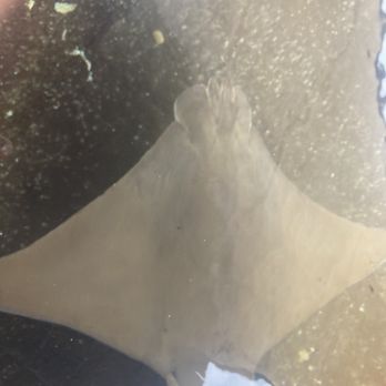 TEXAS STATE AQUARIUM - Updated July 2025 - 1225 Photos & 437 Reviews ...