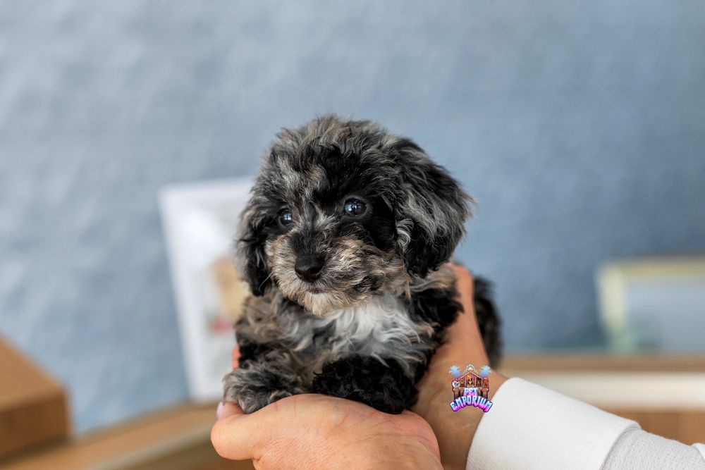 PET EMPORIUM WESTON - Updated December 2025 - 290 Indian Trace, Weston ...