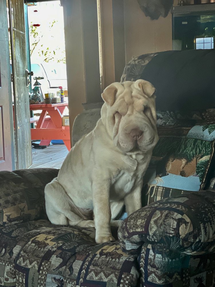 TRIPLE L RANCH DOG BOARDING - Updated July 2025 - 17 Photos & 21 ...