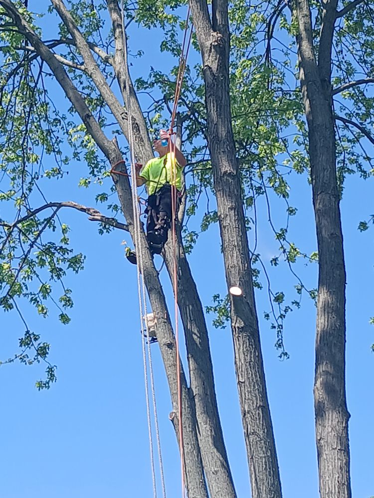 ALL CITY TREE SOLUTIONS - Updated June 2025 - Request a Quote - 4773 ...