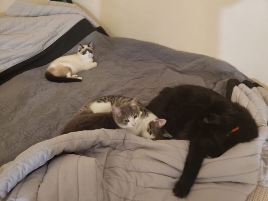 DOWNEY ANIMAL CARE CENTER - 312 Photos & 262 Reviews - 11258 Garfield ...