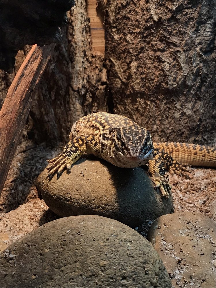 OBX LIZARD LAND - 45 Photos - Zoos - 2815 Caratoke Hwy, Currituck, NC ...