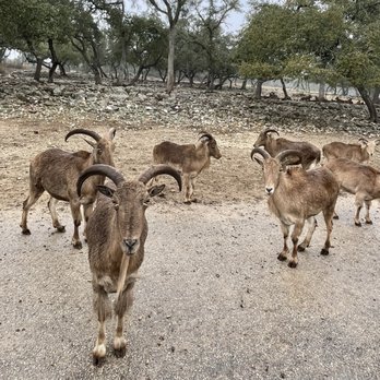 NATURAL BRIDGE WILDLIFE RANCH - Updated January 2025 - 1802 Photos ...