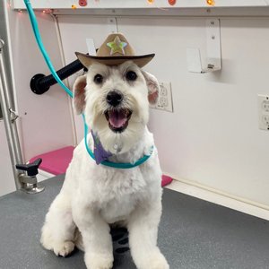 MY DOG’S SPAW - Updated July 2025 - 247 Photos & 90 Reviews - 2743 ...