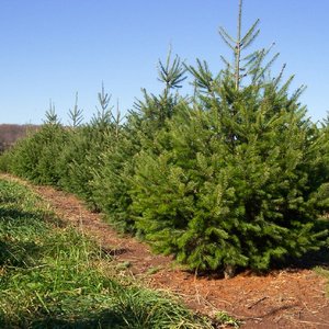 STYER ORCHARD - Updated January 2025 - 83 Photos & 58 Reviews - 97 ...