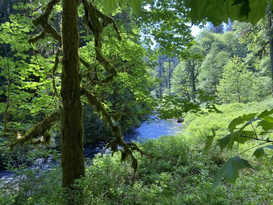 SILVER FALLS STATE PARK - 1454 Photos & 316 Reviews - 20024 Silver ...
