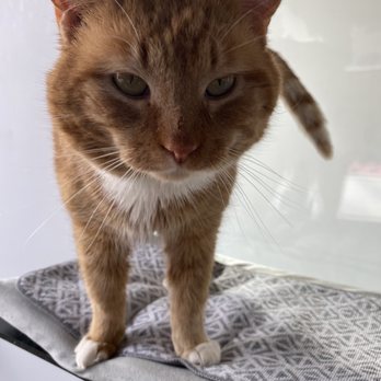 HAPPY CAT CAFE - Updated December 2025 - 150 Photos & 45 Reviews - 447 ...