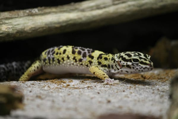 SUNSHINE PETS - Updated October 2025 - 33 Photos - 656 W Academy St ...