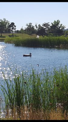 SUN WILLOWS GOLF COURSE - 13 Photos & 12 Reviews - 2535 N 20th Ave ...