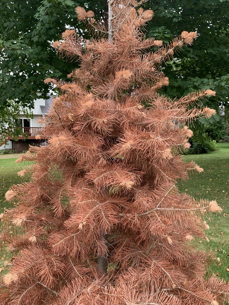 CAPITAL CITY TREE EXPERTS - Updated January 2026 - 23 Photos & 13 ...