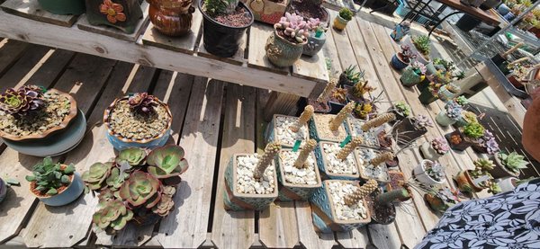 SHUNA’S SUCCULENT HOUSE - 35 Photos - 3786 Riverside Dr, Chino ...