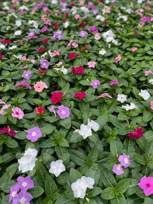 THE FLOWER RANCH - Updated December 2025 - 37 Photos & 32 Reviews - 901 ...