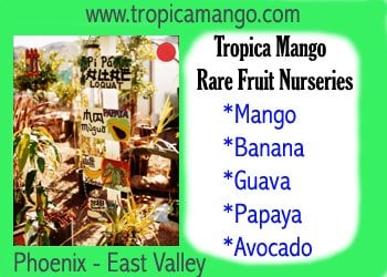 TROPICA MANGO RARE AND EXOTIC TROPICAL FRUIT TREE NURSERY - Updated ...
