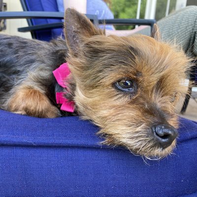 FURRY FRIENDS RESCUE - Updated May 2025 - 33 Photos & 54 Reviews ...