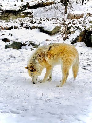 INTERNATIONAL WOLF CENTER - Updated May 2025 - 77 Photos & 32 Reviews ...