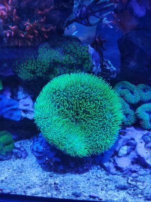 STRICTLY REEF - Updated December 2025 - 122 Photos & 68 Reviews - 907 W ...
