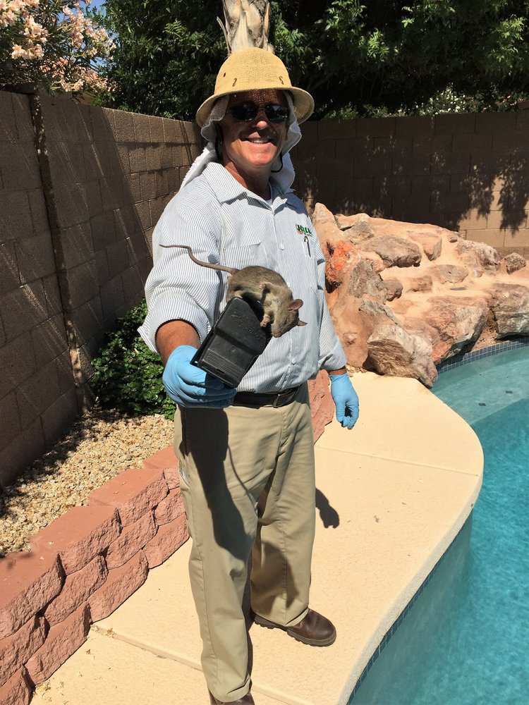 KELLY’S PEST SOLUTIONS - Updated September 2025 - Peoria, Arizona ...