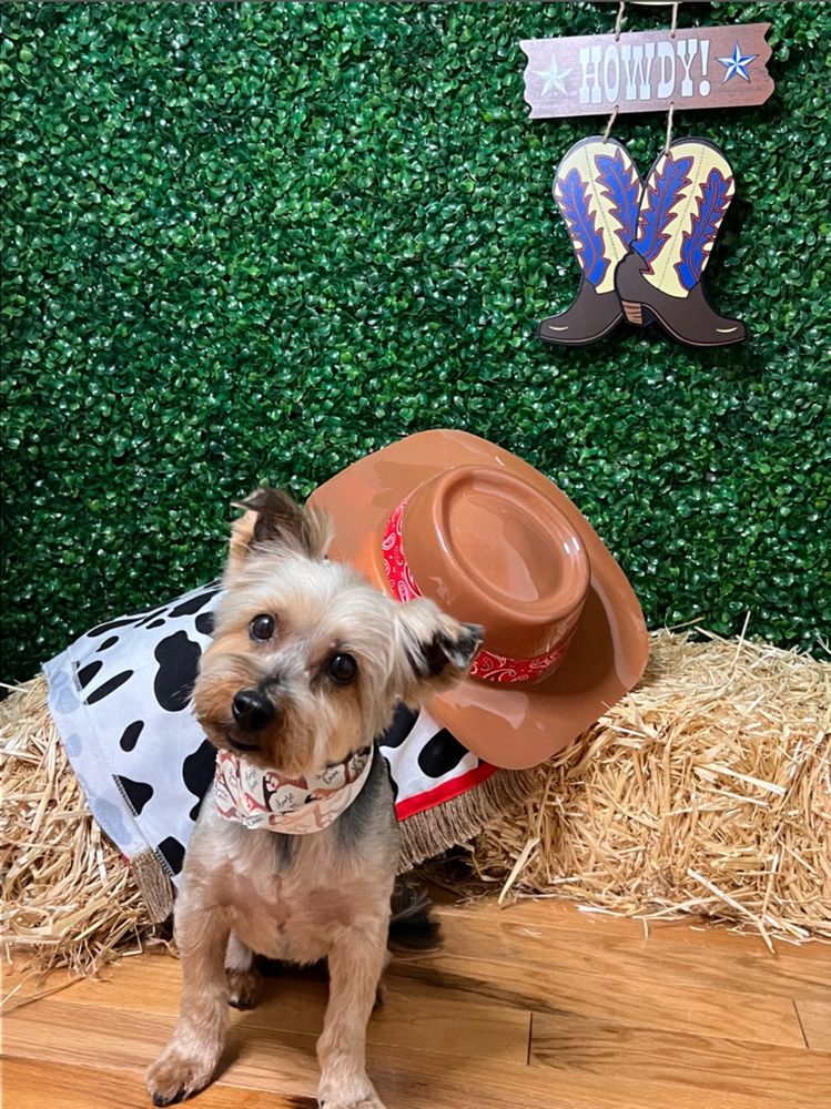 OHANA DOG SPA - Updated August 2025 - 3342 Tyrone Blvd N, St Petersburg, Florida - Pet Groomers ...