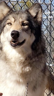 Wolf Mountain Sanctuary - 392 Photos & 142 Reviews - Animal Shelters ...