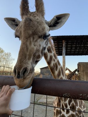 LAZY 5 RANCH - 814 Photos & 272 Reviews - 15100 Mooresville Rd ...