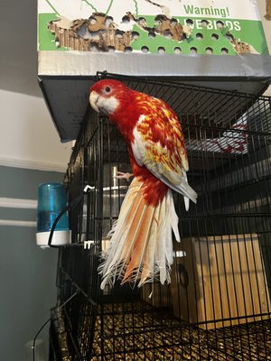 EMPIRE PARROTS - Updated October 2024 - 26 Photos - 239 Ocean Ave, New ...
