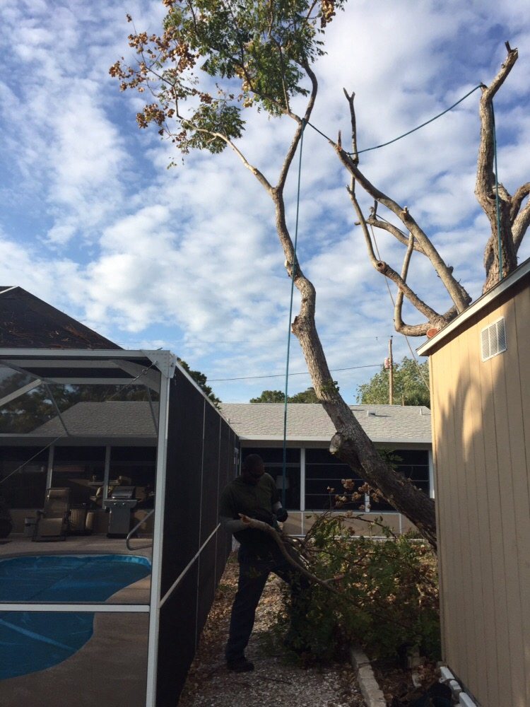 ER TREE SERVICES - Updated February 2025 - 16 Photos - Saint Petersburg ...