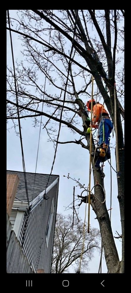 MAN VS TREE - Updated December 2025 - 24 Photos - Butler, Wisconsin ...
